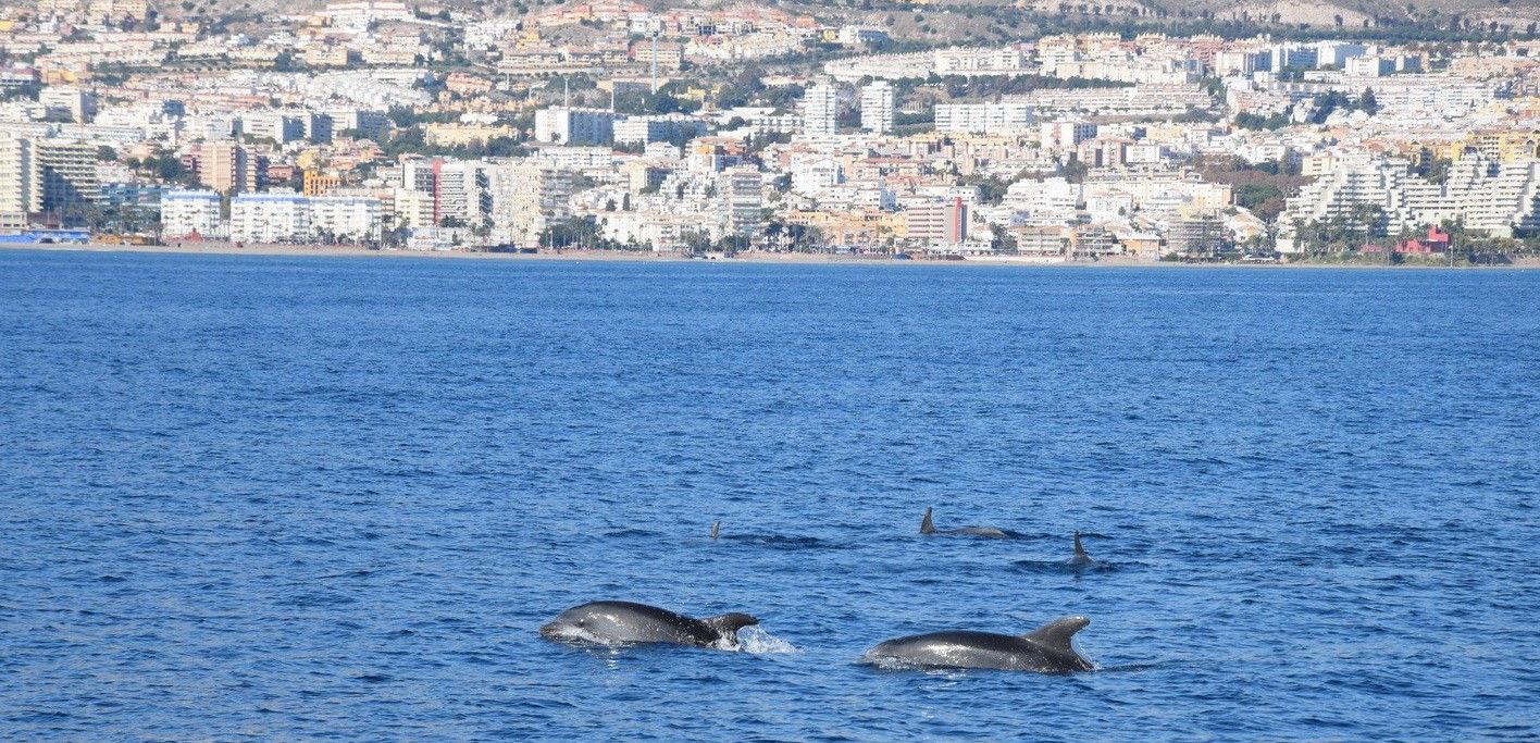 Avistan en la Costa del Sol un cetáceo que se
