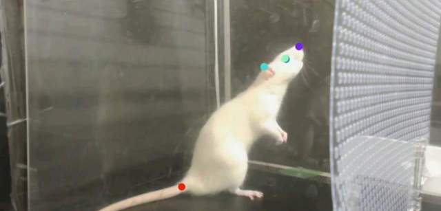 Sincronización innata del ritmo en animales, ratas que Sincronización innata del ritmo en animales, ratas que