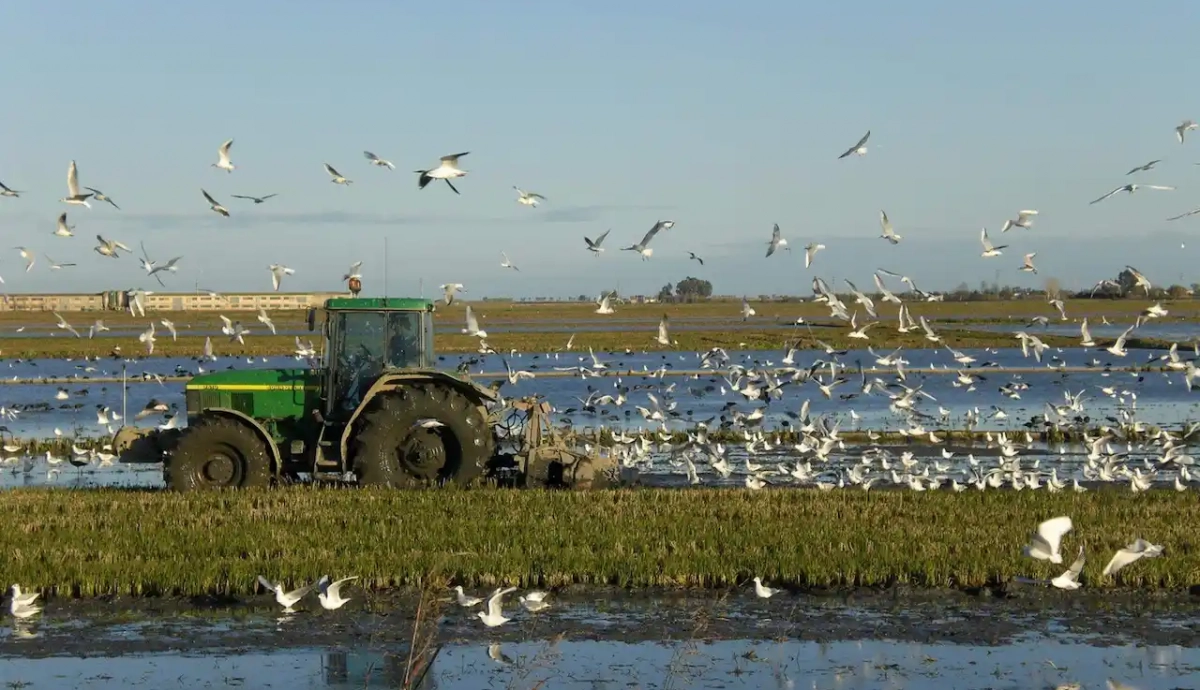 SEO/BirdLife cumple 70 años de defensa de las aves