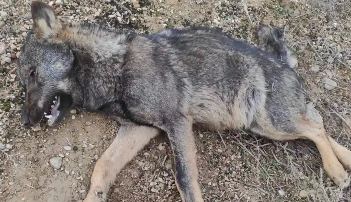 Falta de información ambiental sobre la mortalidad de lobos