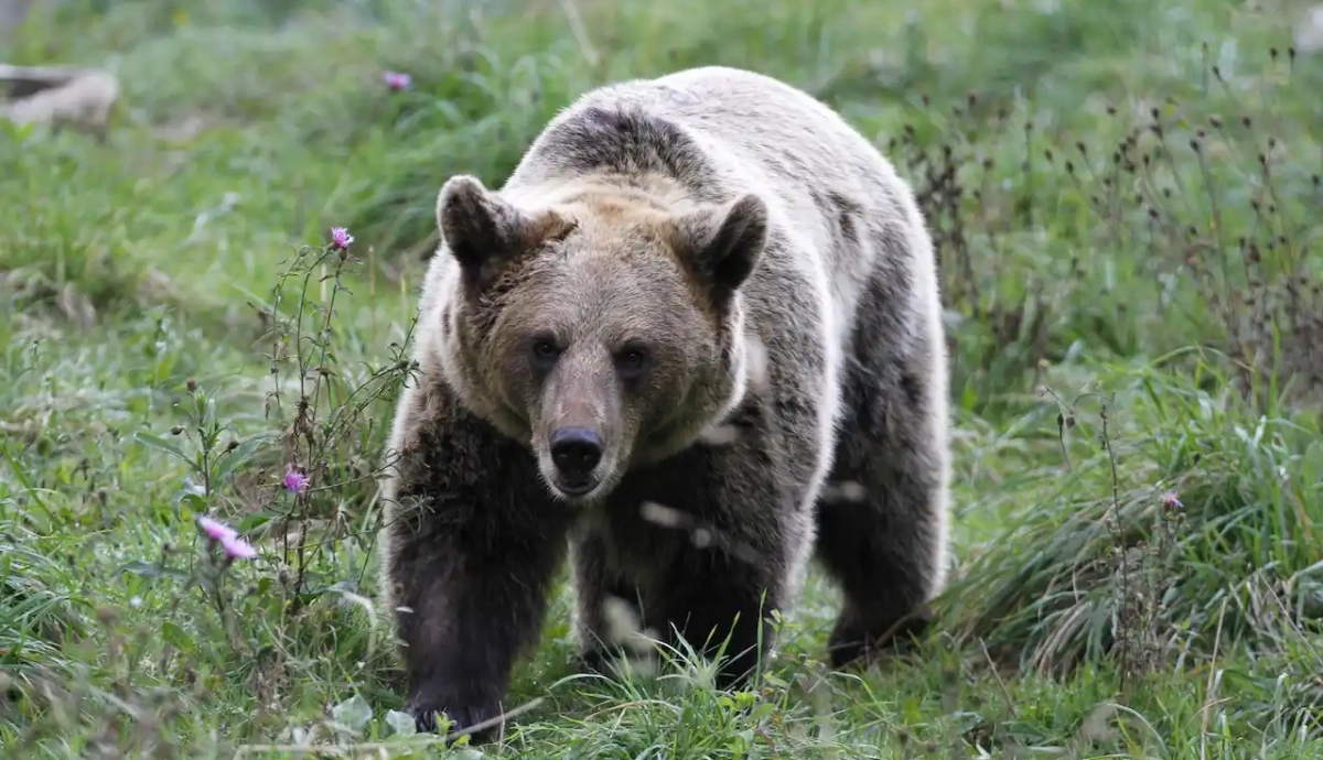 Mesa del Oso Pardo revisará la coexistencia con el oso pardo