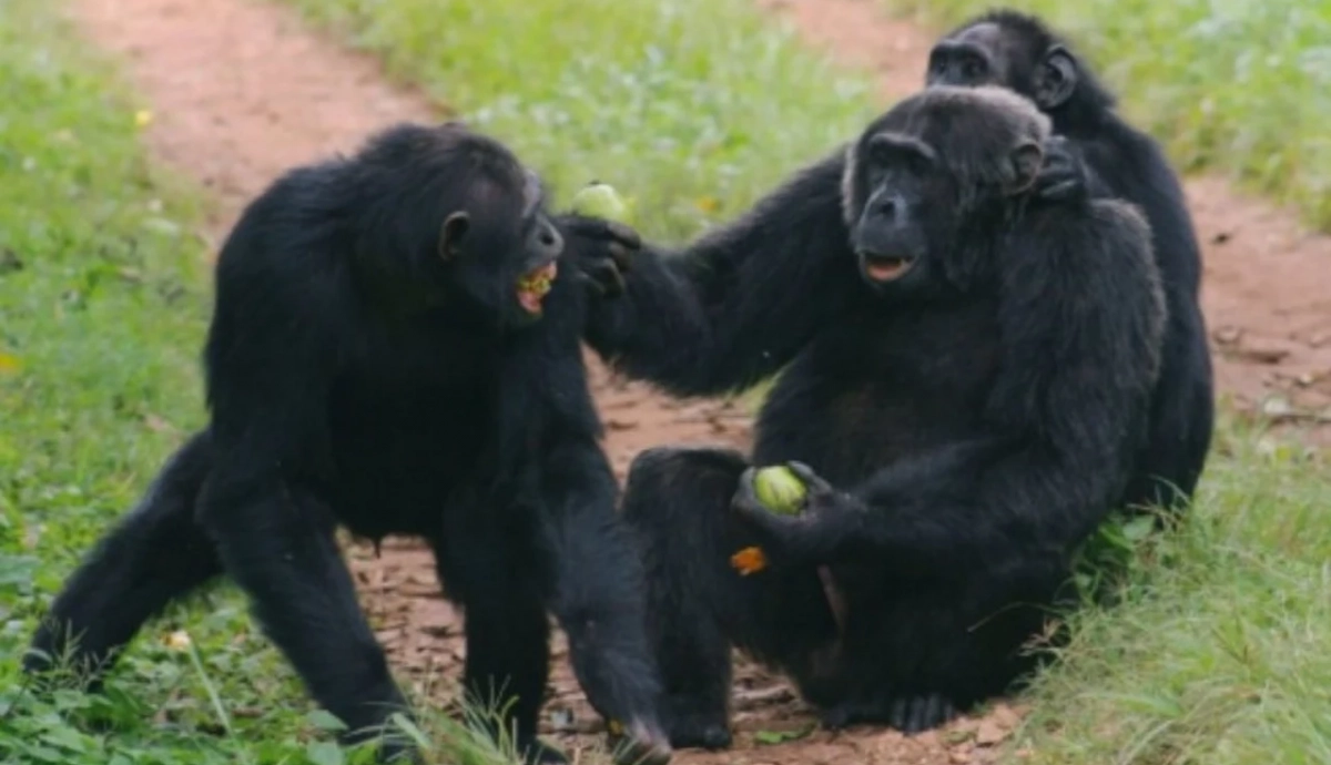 Simios entienden las razones de las acciones de los demás