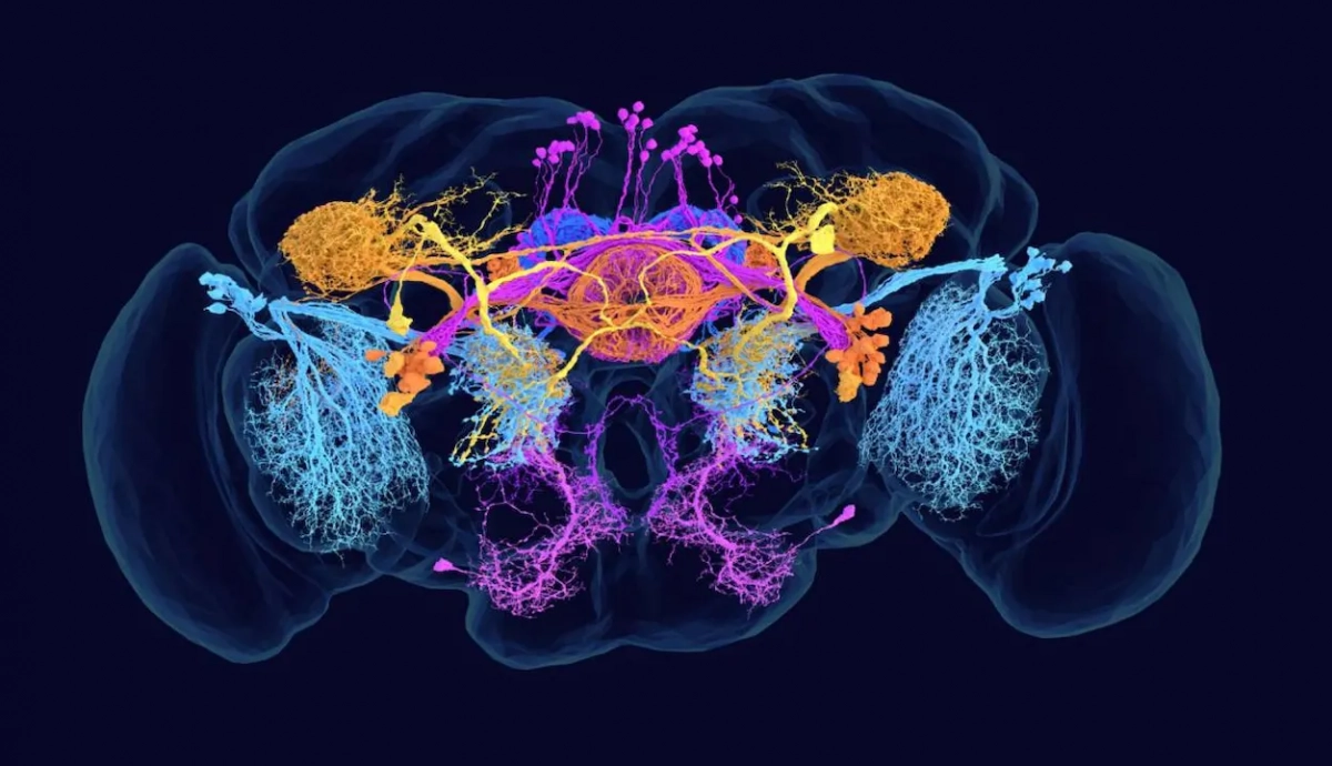 Por qué es clave tener el mapa del cerebro de la mosca