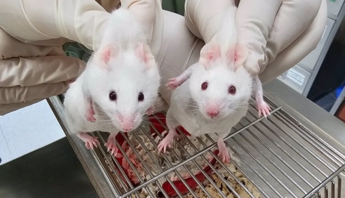 Crean ratón con gen más antiguo que la vida animal