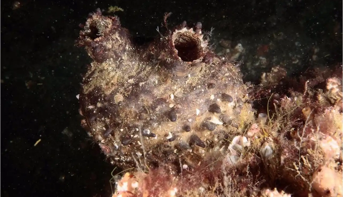 Pyura herdmani especie exótica en aguas gallegas