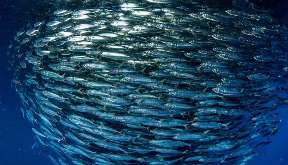 V semana de la Sostenibilidad, 'Mares Para Siempre'