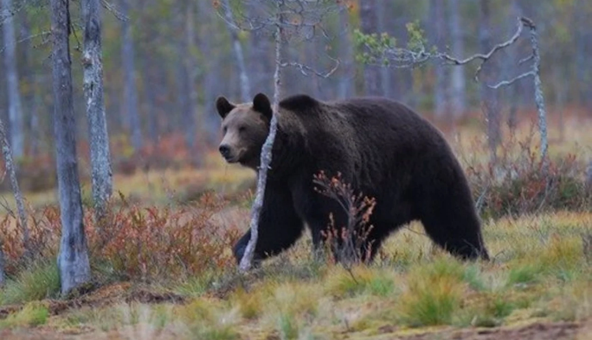 Hembras de oso pardo son activas a la hora de buscar pareja