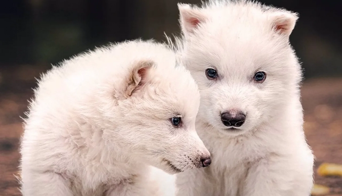 El lobo de 'Juego de Tronos' vuelve tras 10.000 años