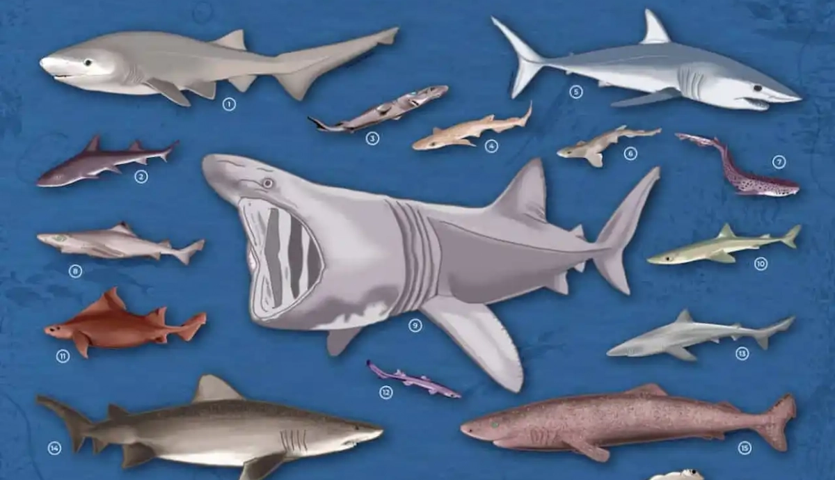 Ecologistas llaman a conservar y proteger los tiburones