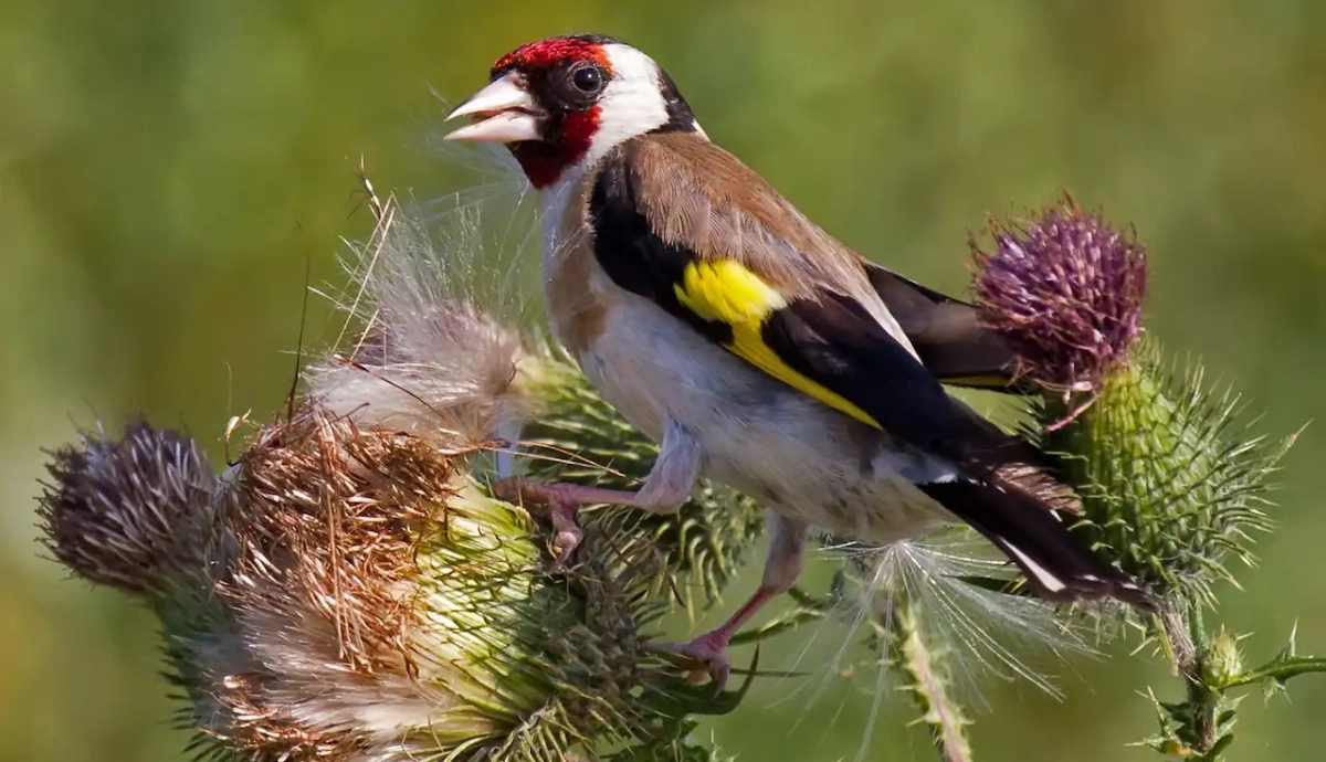 ServiBirds: beneficios de las aves de España a las personas