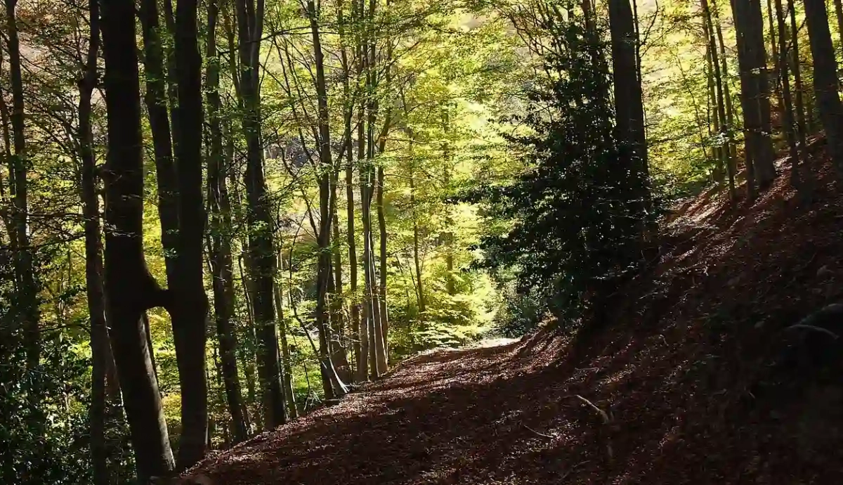 El Montseny revela picos de tolueno por estrés forestal
