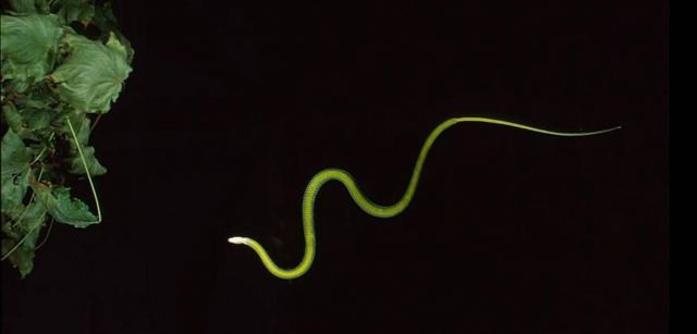 Las serpientes voladoras usan sus ondulaciones para volar